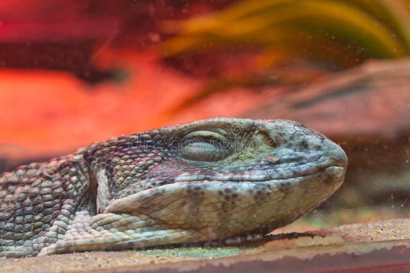Smiling Face of Little Lizard Stock Photo - Image of grass, large: 20353518