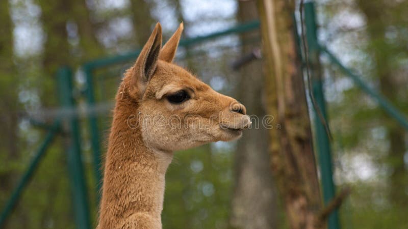 323 Llama Long Neck Stock Photos - Free & Royalty-Free Stock Photos ...