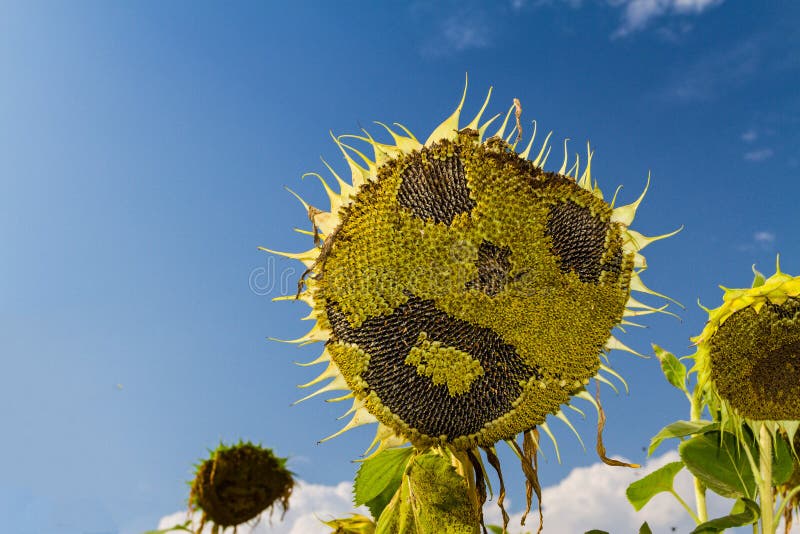 Smiling Face of Sunflower at Summer Time Stock Image - Image of plant ...