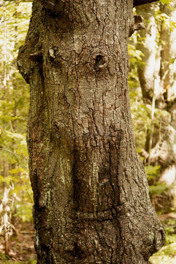 Smiling Face in the Tree-Stock Photos Stock Image - Image of nose ...