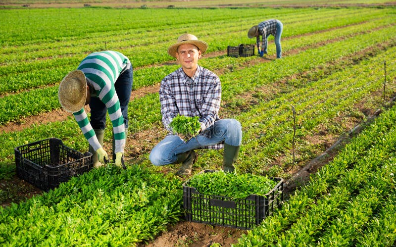 Smiling Farmer Showing Arugula Harvest on Farm Field Stock Image ... Smiling Farmer Showing Arugula Harvest on Farm Field Stock Image ...