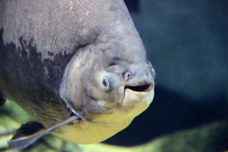 10,624 Smiling Fish Photos - Free & Royalty-Free Stock Photos from ...