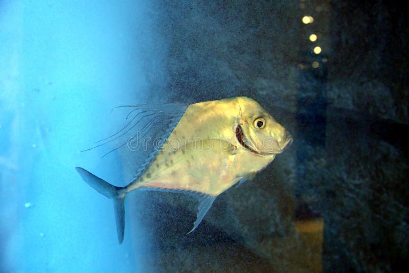 A Smiling Fish in the Blue Environment Stock Image - Image of natural ...