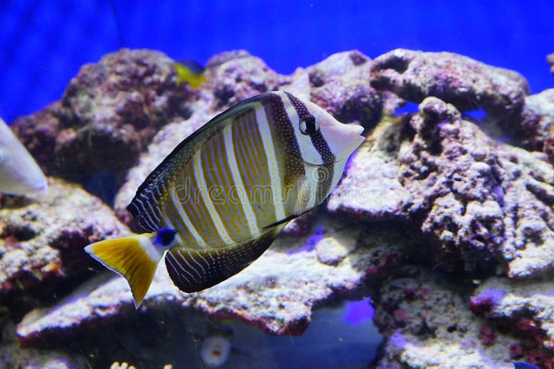 Smiling fish stock photo. Image of colored, coloured - 80042604