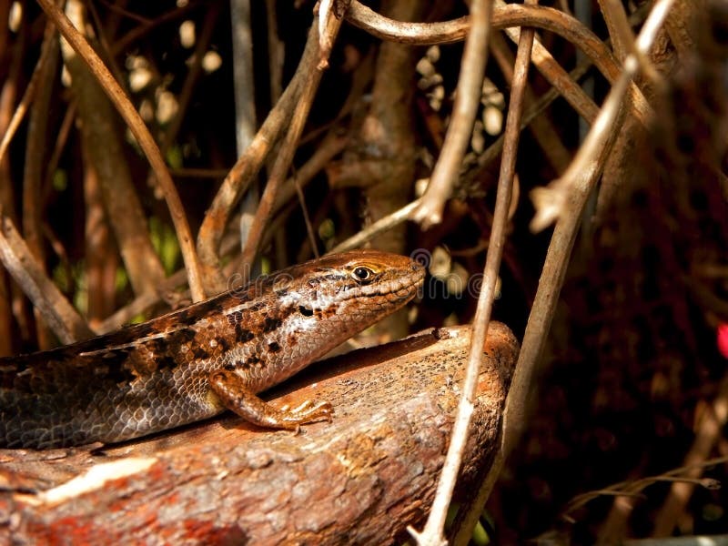 Smiling Flat Lizard stock photo. Image of cold, morning - 22049910
