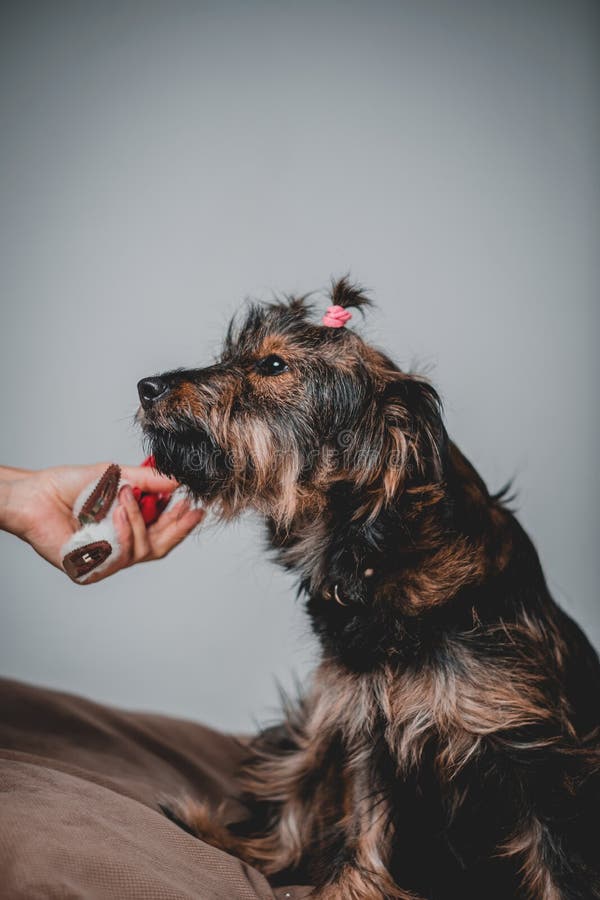Smiling Friendly Dog Standing and Looking Side. Teeth Smile Stock Image ...
