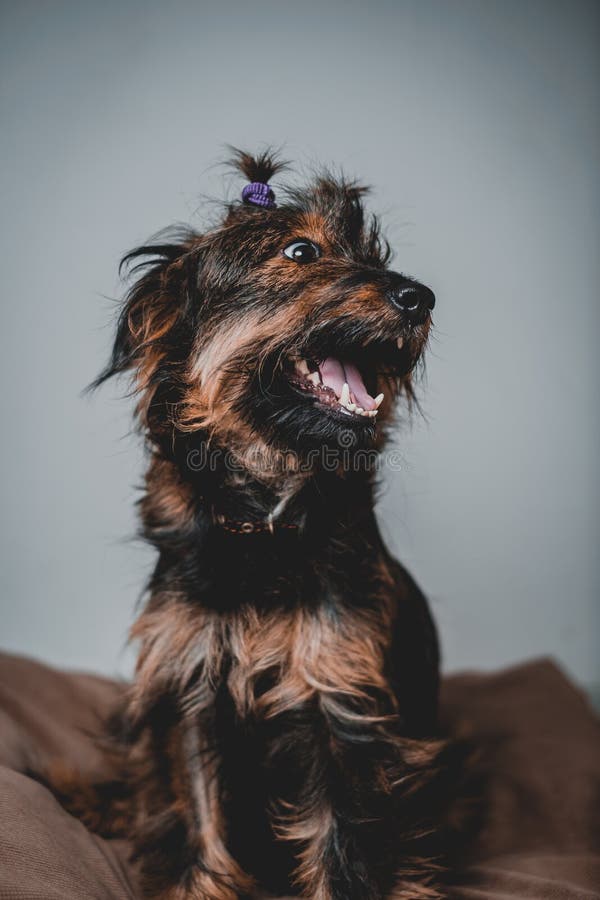 Smiling Friendly Dog Standing and Looking Side. Teeth Smile Stock Photo ...