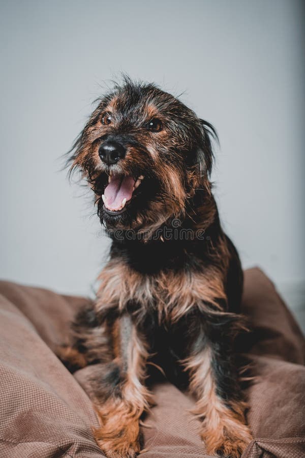 Smiling Friendly Dog Standing and Looking Side. Teeth Smile Stock Photo ...