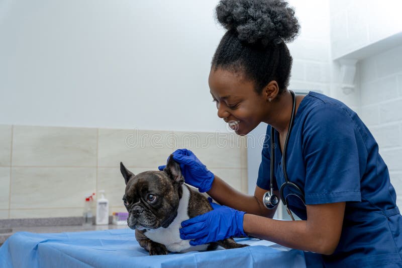 Smiling Friendly Veterinary Working with a Dog and Examining it Stock ...