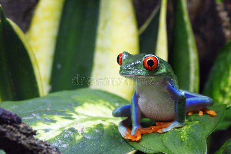 Smiling Frog stock photo. Image of humor, space, green - 20415610