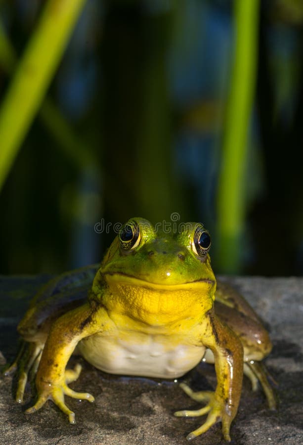 Smiling Frog stock photo. Image of animal, looks, pond - 57749520