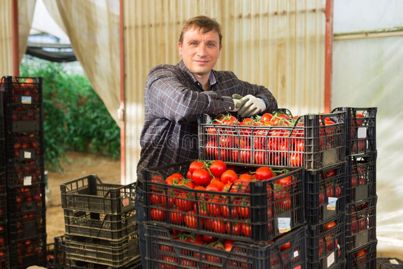 Gardener Stacking Boxes with Red Tomatoes in Greenhouse Stock Photo ...