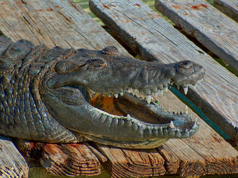 233 Smiling Alligator Stock Photos - Free & Royalty-Free Stock Photos ...