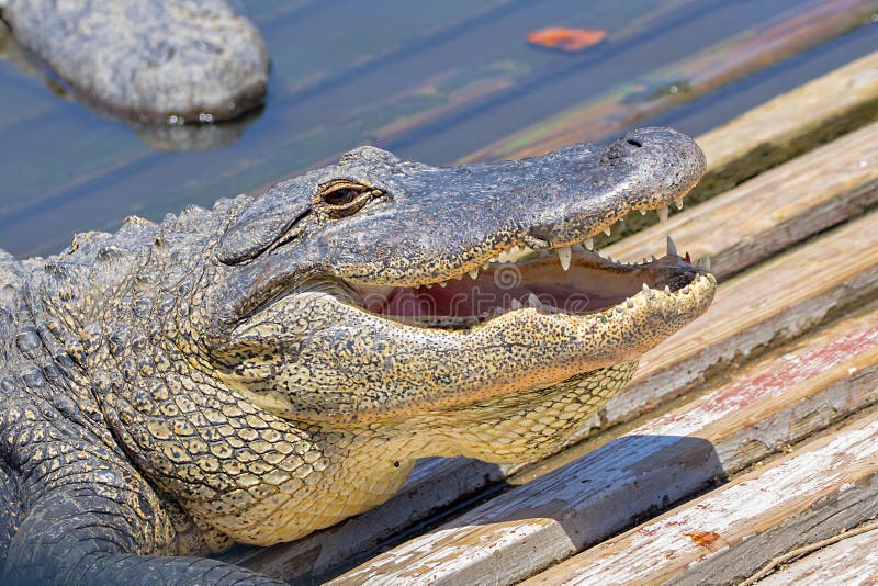 Smiling Gator in the Sun stock photo. Image of face - 139592120