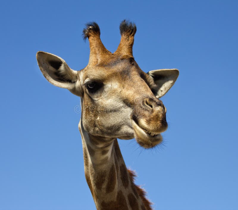 566 Cute Smiling Giraffe Stock Photos - Free & Royalty-Free Stock ...