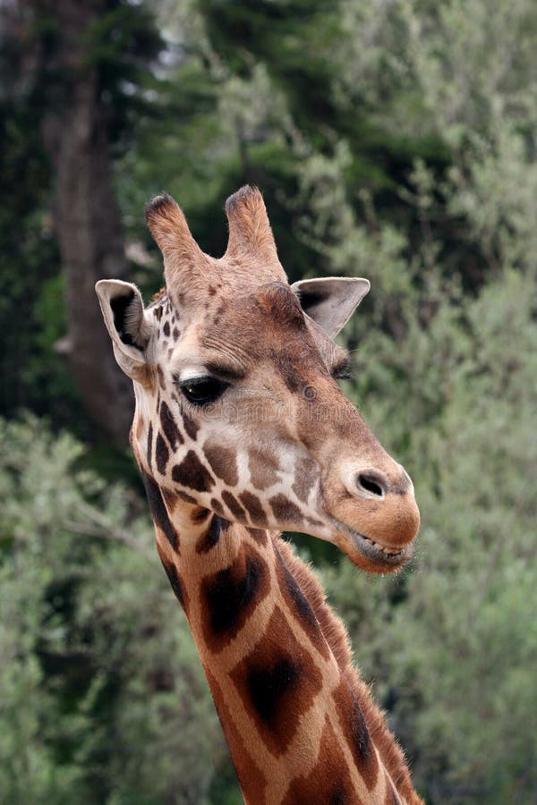 Smiling Giraffe stock photo. Image of savannah, reserve - 9423208