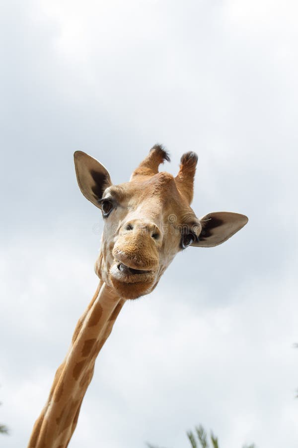 Smiling giraffe (giraffa) stock image. Image of face - 78206131