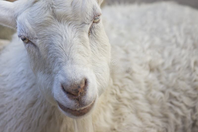 Smiling Goat stock photo. Image of agriculture, wildlife - 26138682