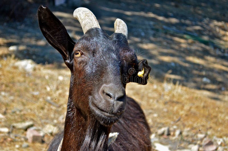 Smiling goat stock image. Image of horns, nanny, grazing - 29576581