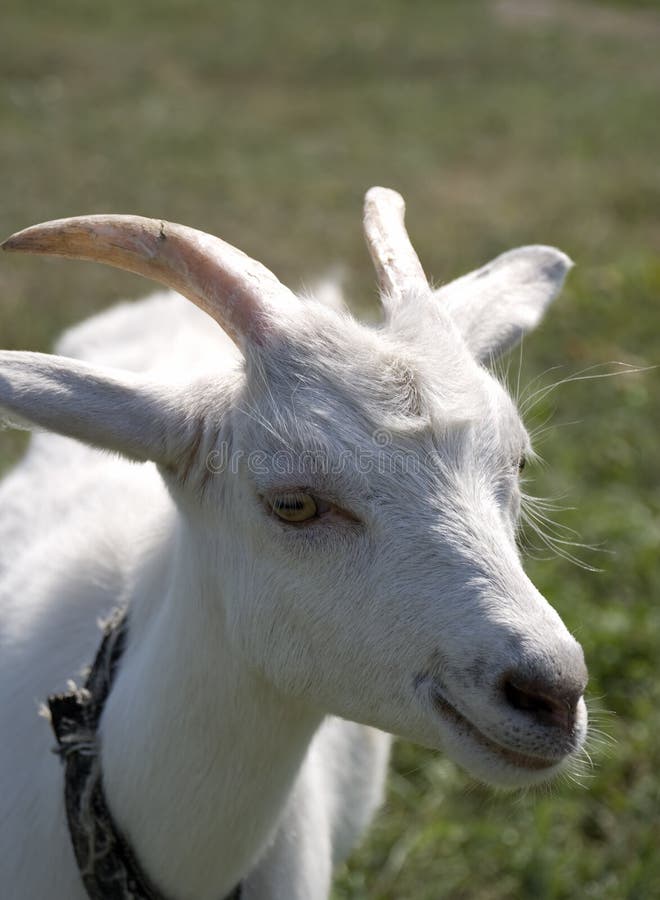 Smiling goat stock image. Image of candid, feeding, bizarre - 3196019