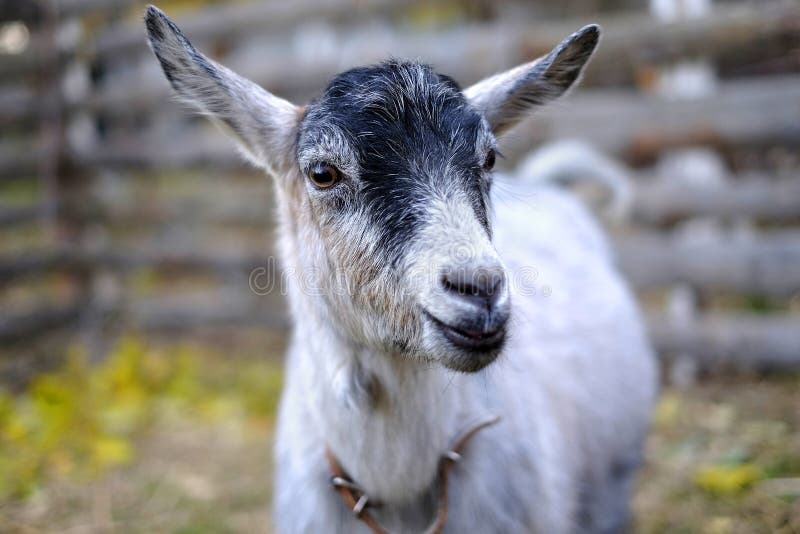 2,337 Smiling Goat Stock Photos - Free & Royalty-Free Stock Photos from ...