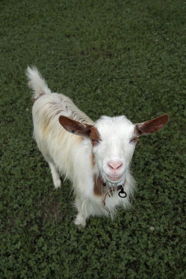 The smiling goat stock image. Image of sheep, grassland - 284485391