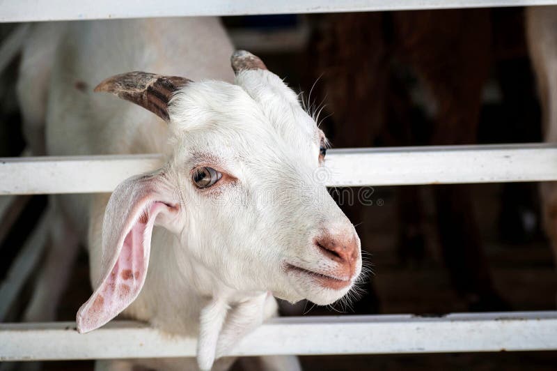 Thinking goat asking you stock image. Image of furry - 59067863