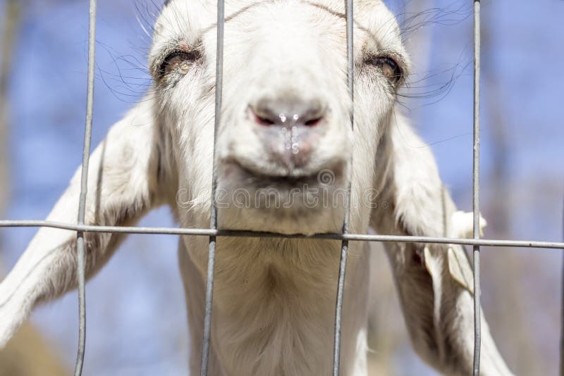 Smiling Goat stock image. Image of beautiful, meat, miniature - 54091775