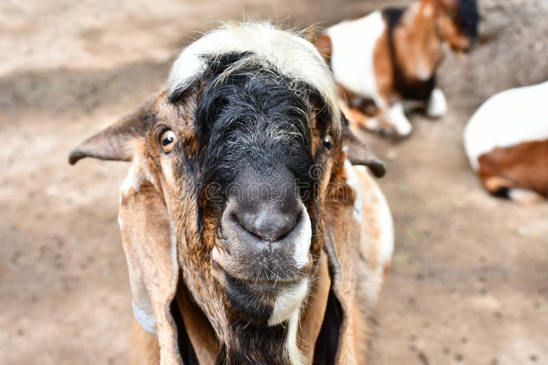 Smiling Goat Looking at Camera Stock Image - Image of goat, smiling ...
