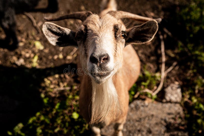 Smiling goat in sunlight stock photo. Image of horizontal - 169442412