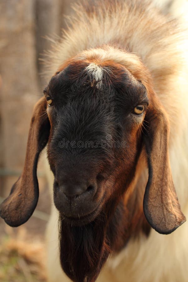 White Billygoat, Male Goat, In Field. Stock Photo - Image of face ...