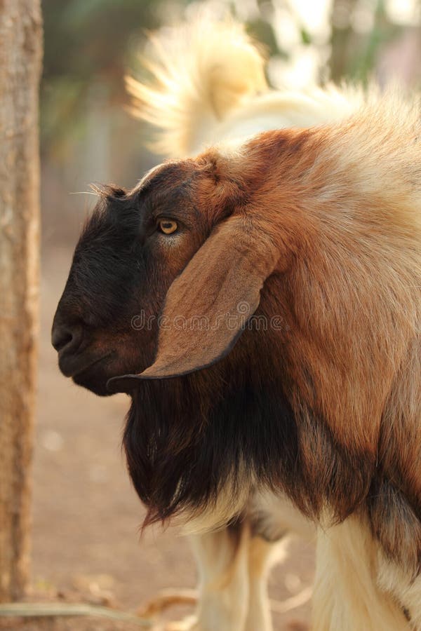 Smiling goat stock photo. Image of billygoat, mountain - 73664802