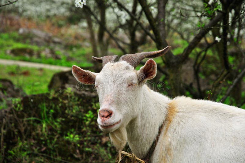 Smiling Goat stock image. Image of smiling, park, animal - 98052009