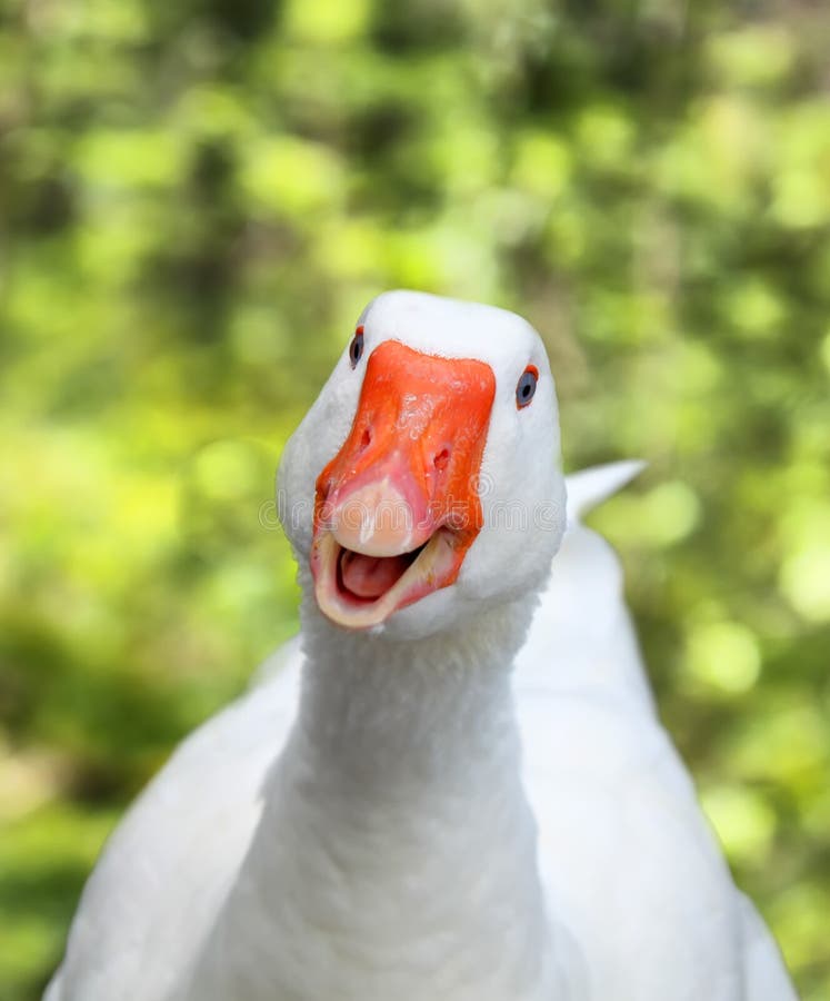288 Smiling Goose Stock Photos - Free & Royalty-Free Stock Photos from ...
