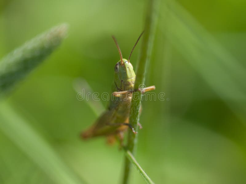 Smiling grasshopper stock photo. Image of macro, insect - 26391694