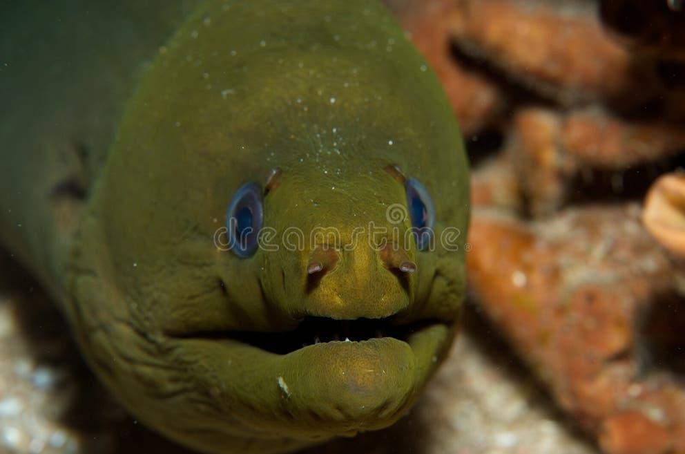 Smiling Green Moray Eel stock image. Image of island - 26719743