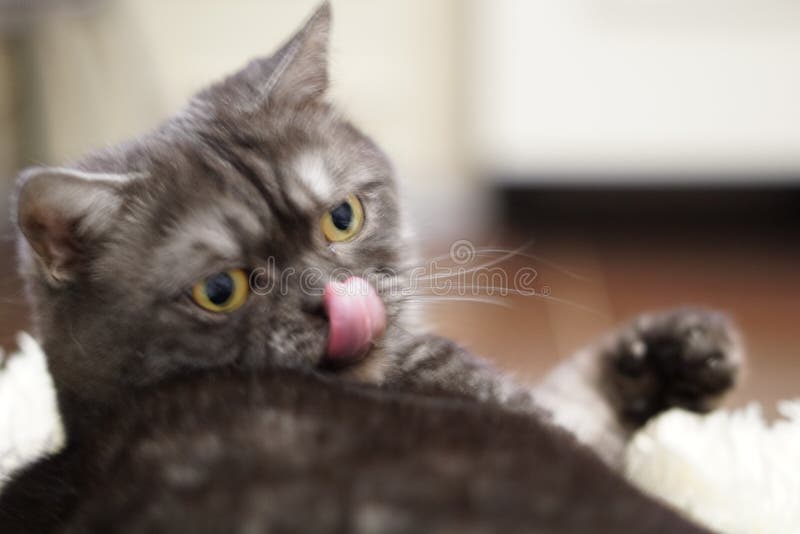 Smiling grey cat on chair stock image. Image of glance - 183379227