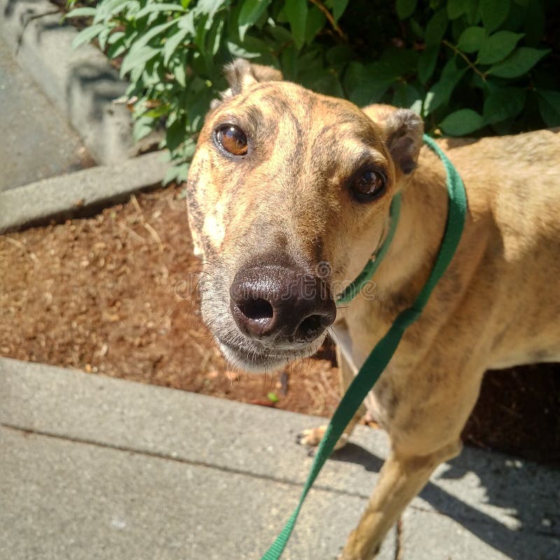 A Smiling Greyhound Going for a Walk with His Dogwalker Stock Photo ...