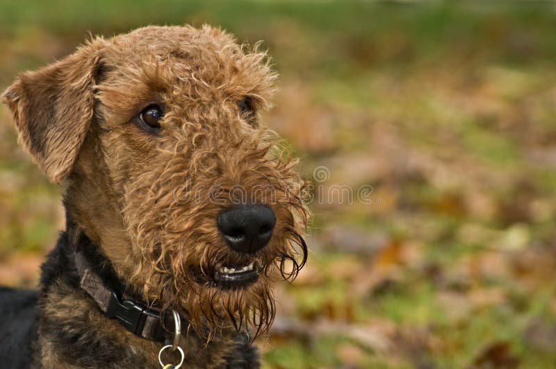 Happy Airedale Terrier Dog in Autumn Setting Stock Image - Image of ...