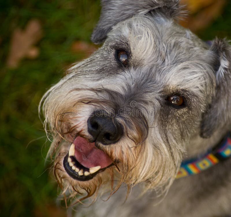 Smiling happy dog close up stock image. Image of perspective - 11534619