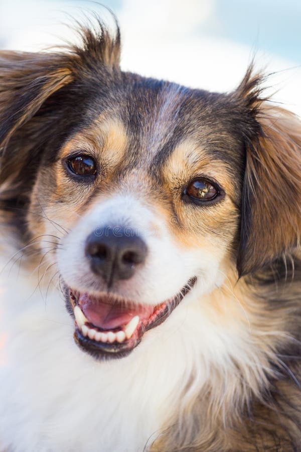 Smiling happy dog stock image. Image of cute, vertebrate - 64548141
