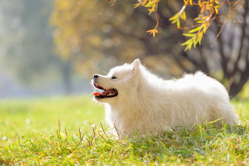 Smiling happy Samoyed dog stock image. Image of horizontal - 60837433