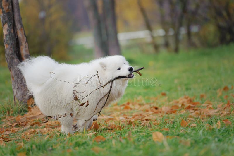 Smiling happy Samoyed dog stock image. Image of eskie - 60839333