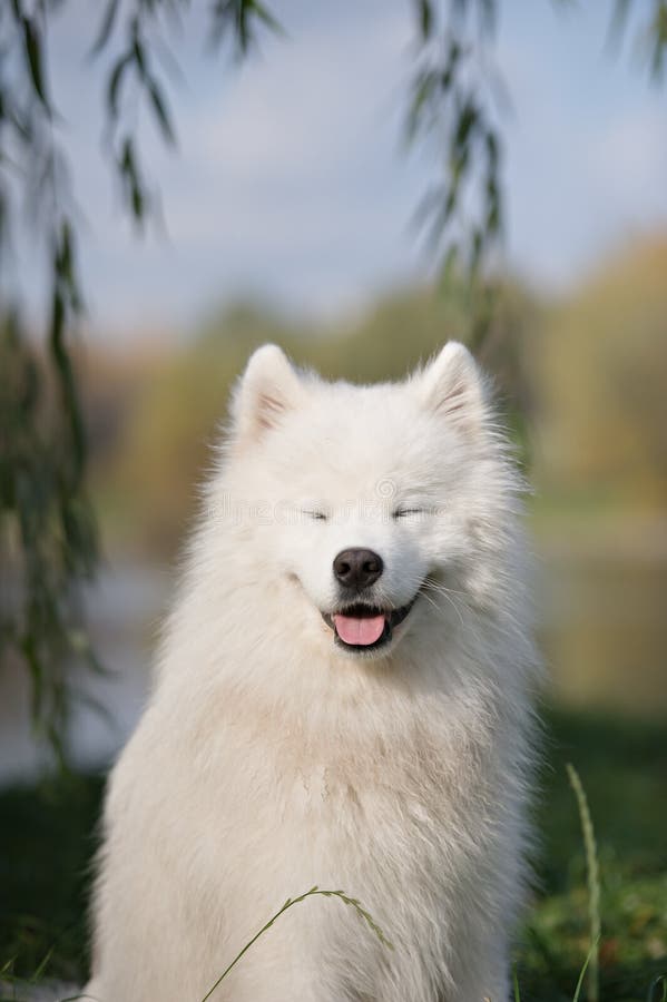 Smiling happy Samoyed dog stock photo. Image of mammals - 60839582