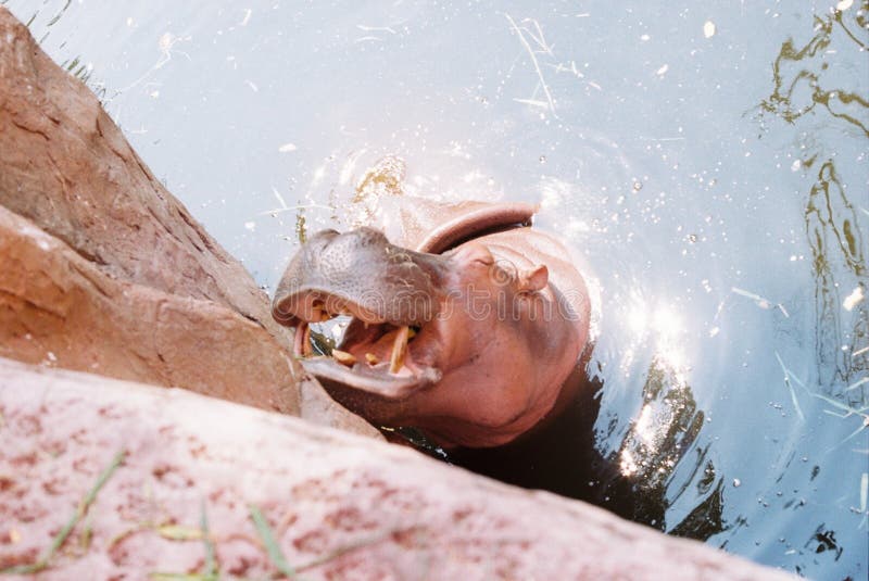 Smiling hippo stock image. Image of smile, hippo, filmcamera - 194006929