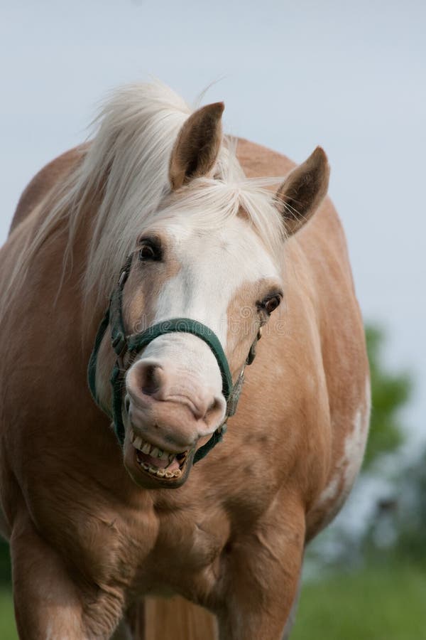 Smiling Horse stock photo. Image of stallion, teeth, mane - 14752934