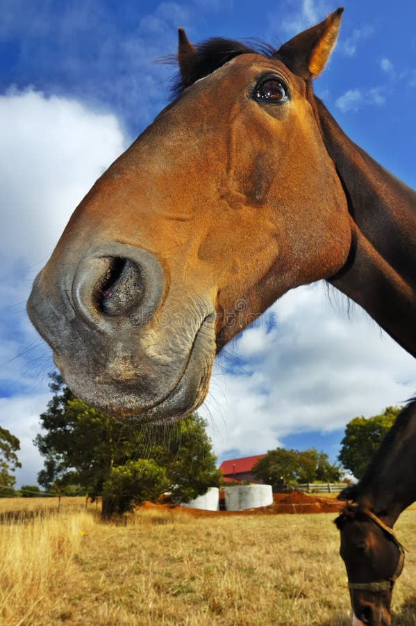 170+ Smiling horse Free Stock Photos - StockFreeImages