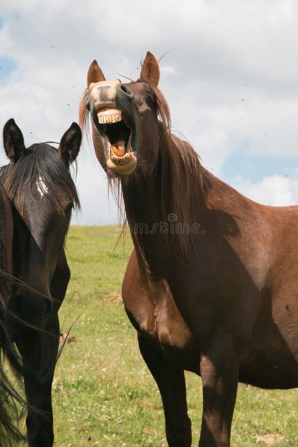 Smiling horse stock image. Image of equestrian, livestock - 73856877