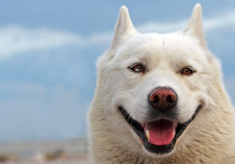 Smiling husky stock image. Image of gentle, guard, smiling - 1113065