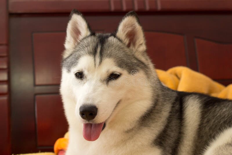 Smiling husky stock photo. Image of gazing, husky, siberia - 31799756